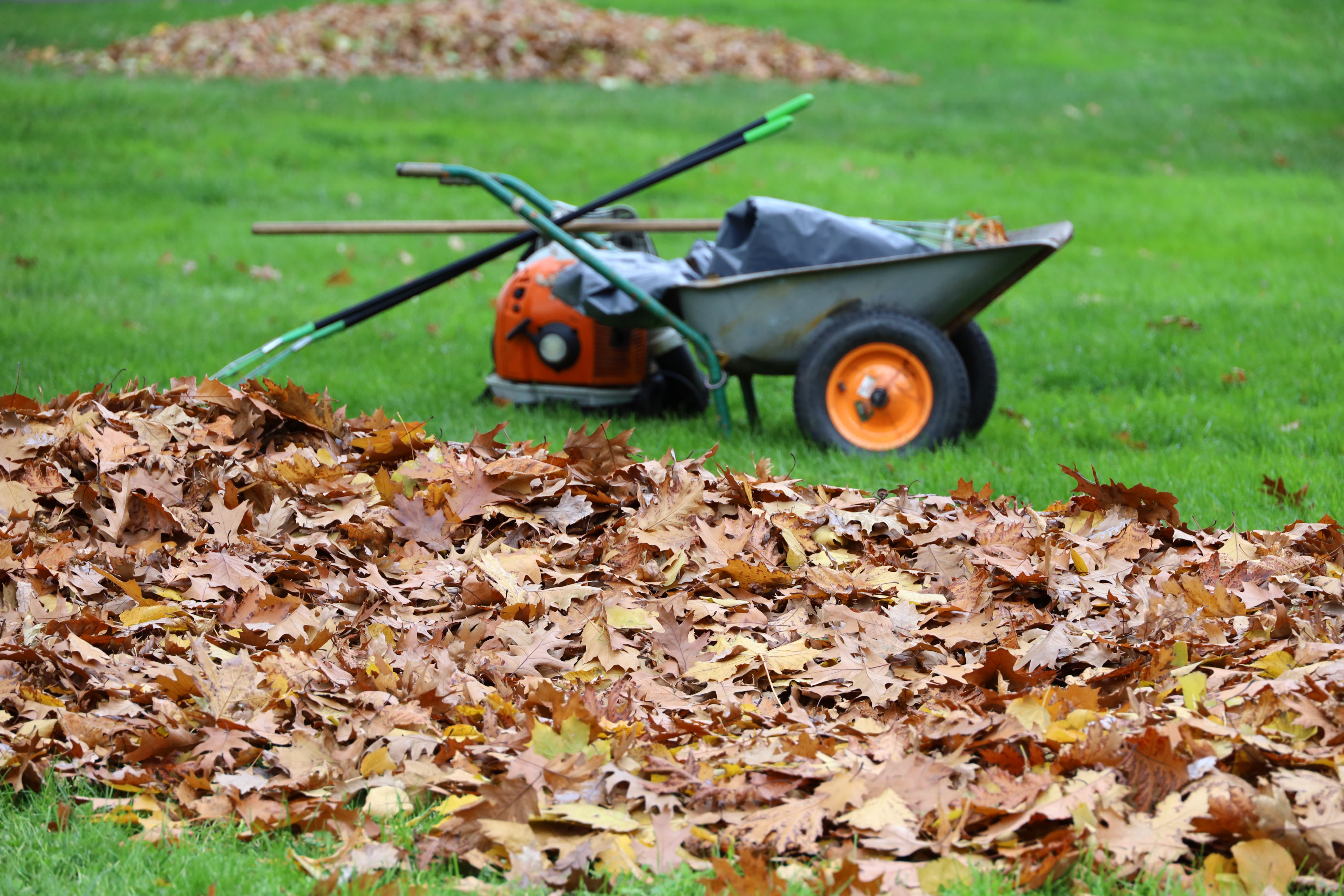 Pro tip for your lawn this fall: Leave the leaves